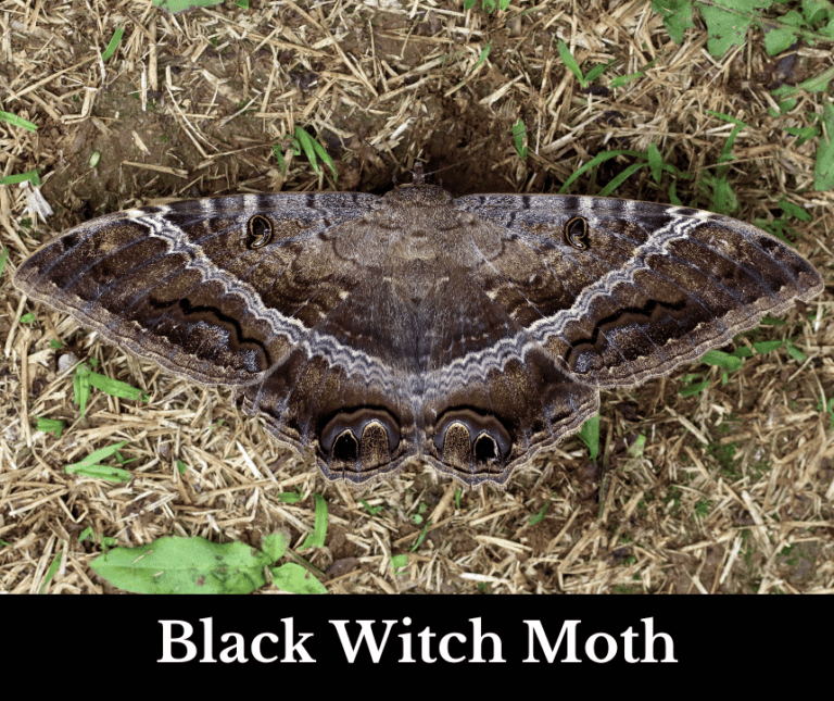 Moth Symbolism And Its Unbelievably Fascinating Spiritual Meaning ...