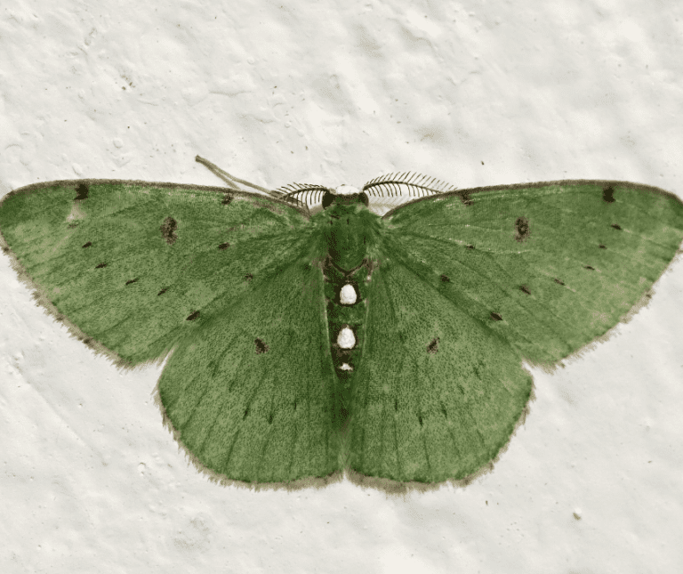 Moth Symbolism And Its Unbelievably Fascinating Spiritual Meaning ...