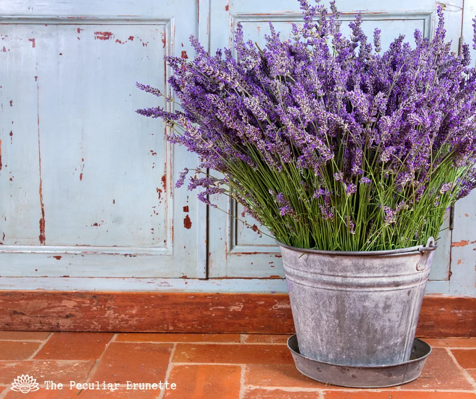 Lavender Magical Properties: Hidden Magic You Need to Know ...
