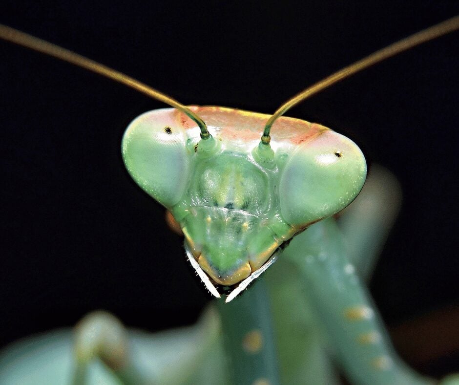 Praying Mantis Meaning and Forgotten Spiritual Symbolism For Beginners ...